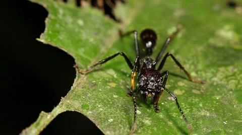 Conga Stock Footage ~ Royalty Free Stock Videos | Pond5