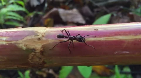 Conga Stock Footage ~ Royalty Free Stock Videos | Pond5