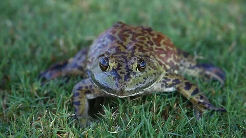 Bullfrog in grass. Eye level front view... | Stock Video | Pond5