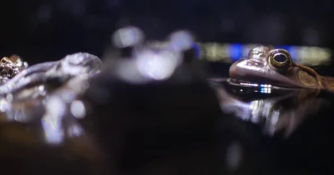 Pond At Night Stock Video Footage | Royalty Free Pond At Night Videos ...