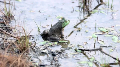 Bullfrog sitting in water 4K | Stock Video | Pond5