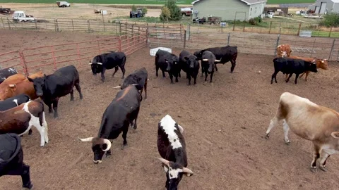 Push Paws Stock Video Footage | Royalty Free Push Paws Videos | Pond5