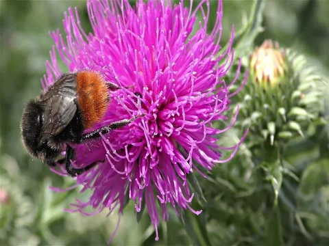 Bumble Bee Body Stock Videos – Royalty-Free HD & 4K Videos | Page 2