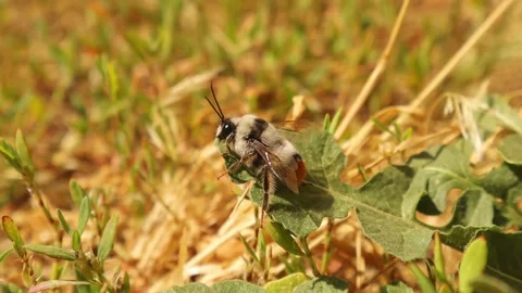 Bumblebee. Detail red tailed Bumble bee.... | Stock Video | Pond5