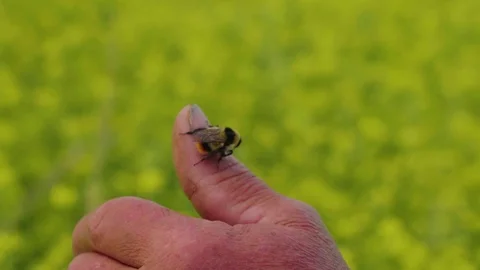Bumblebee on hands/bumblebee creeps on h... | Stock Video | Pond5