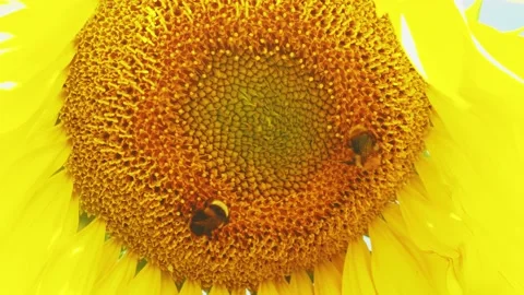 bumblebee working and gathering pollen f... | Stock Video | Pond5