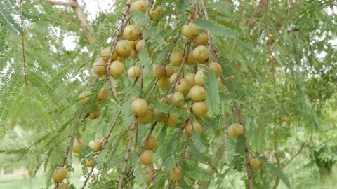 bunch of amla fruits hanging on a tree, ... | Stock Video | Pond5