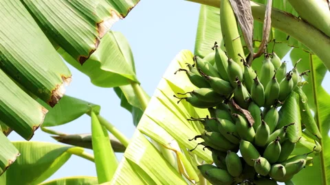 Green Banana Stock Videos – Royalty-Free HD & 4K Videos | Page 3