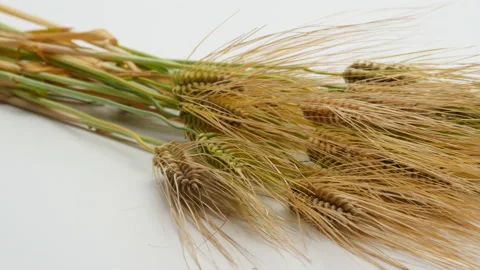 Bunch of Barley wheat on a white backgro... | Stock Video | Pond5