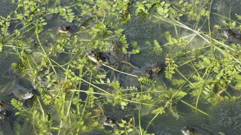 Bunch of common frogs, busy to get their... | Stock Video | Pond5
