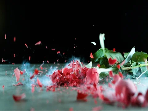 Roses Falling Stock Video Footage | Royalty Free Roses Falling Videos ...