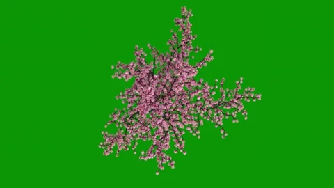 Pink Screen3 Stock Videos – Royalty-Free HD & 4K Videos | Pond5