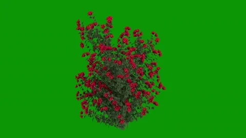 bunch red flowers green screen plant ani... | Stock Video | Pond5