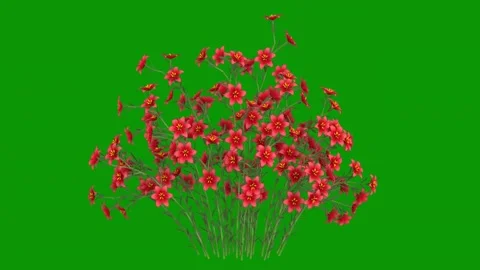 Animated Red Flowers Stock Videos – Royalty-Free HD & 4K Videos