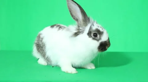 bunny on a green screen | Stock Video | Pond5