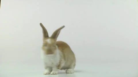 Hopping Stock Footage ~ Royalty Free Stock Videos | Pond5