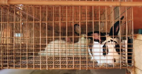 Bunny inside cage in 4K. Domesticated ra... | Stock Video | Pond5