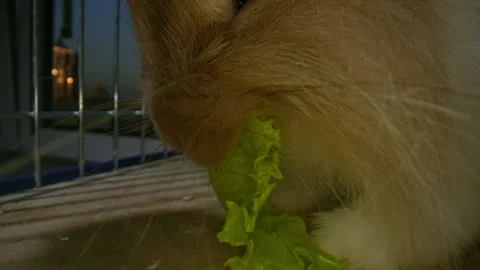 Bunny, rabbit eating lettuce. Rabbit mou... | Stock Video | Pond5