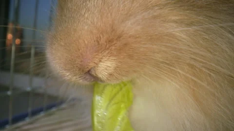 Bunny, rabbit eating lettuce. Rabbit mou... | Stock Video | Pond5