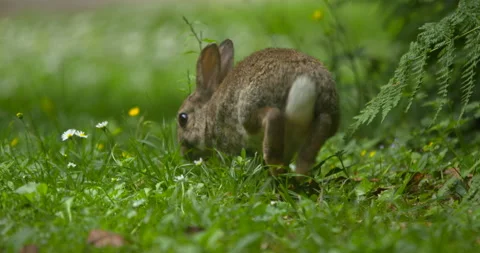Bunny Rabbit Hop loop cottontail bobbing... | Stock Video | Pond5