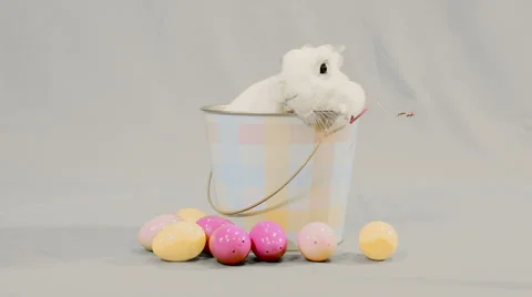 A bunny rabbit sits in a bucket with an ... | Stock Video | Pond5