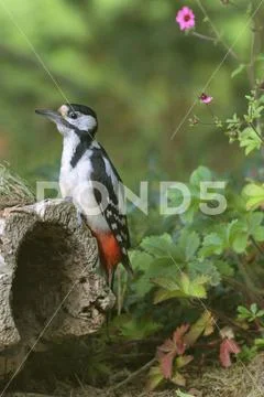 Photograph: Buntspecht, Bunt-Specht, Grosser Buntspecht, Rotspecht, Rot-Specht, Schild... #226864037