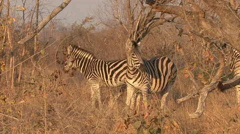 Burchell'S Zebra Several Kruger National... | Stock Video | Pond5
