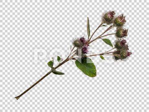 Burdock flower (Arctium tomentosum) on a on a transparent background ...