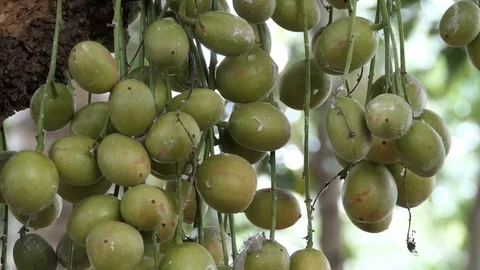 Burmese grape or Rambai, asian fruits | Stock Video | Pond5