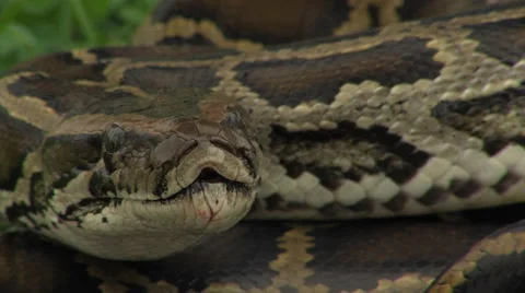 Invasive Species Stock Videos – Royalty-Free HD & 4K Videos