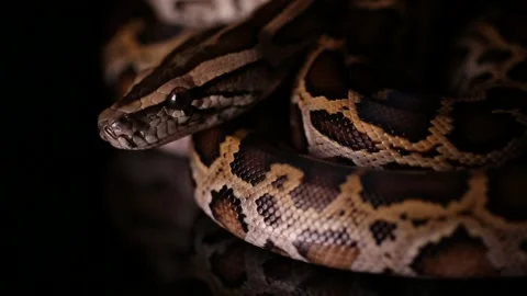 Burmese Python molurus bivittatus snake | Stock Video | Pond5