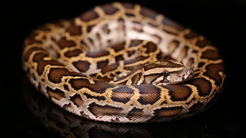 Burmese Python molurus bivittatus snake | Stock Video | Pond5
