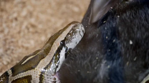 Python Stock Footage ~ Royalty Free Stock Videos | Pond5