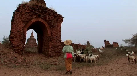 Burmese woman herding goats in Bagan, Bu... | Stock Video | Pond5