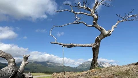 Burmis Tree at Crowsnest Pass | Stock Video | Pond5