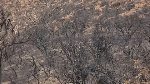 Burned forest by a wildfire. Black dead ... | Stock Video | Pond5
