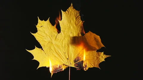 Leaf Burning Burn Stock Video Footage | Royalty Free Leaf Burning Burn ...