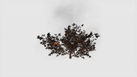 Burning Bush on fire with transparent ba... | Stock Video | Pond5