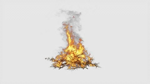 Bush Transparent Background Stock Videos – Royalty-Free HD & 4K Videos ...