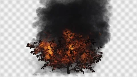 Burning Bush on fire with a transparent ... | Stock Video | Pond5