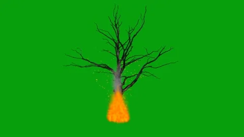 Burning dead tree with green screen back... | Stock Video | Pond5
