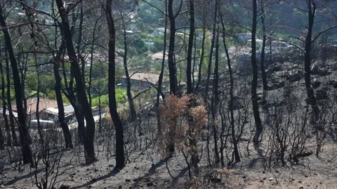 Burnt out forest. Black from ash soil an... | Stock Video | Pond5