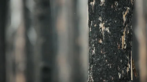 A burnt tree in a forest with flying ash... | Stock Video | Pond5