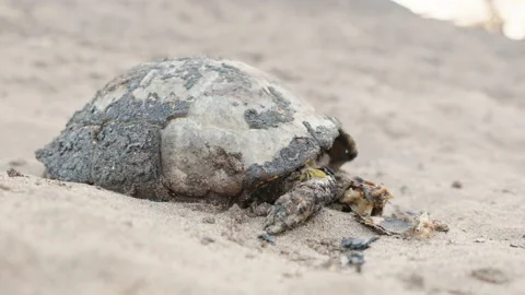 A burnt turtle after a fire, a forest in... | Stock Video | Pond5