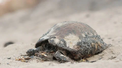 A burnt turtle after a fire, a forest in... | Stock Video | Pond5