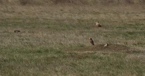 Burrowing owl grabs insect and flies awa... | Stock Video | Pond5