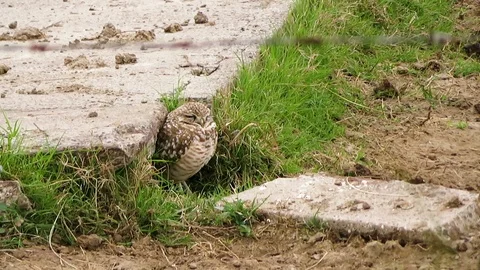 Outside White Owl Stock Videos – Royalty-Free HD & 4K Videos | Pond5