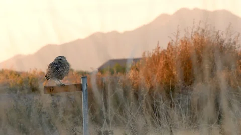 Burrowing Owl sitting on sign with mount... | Stock Video | Pond5