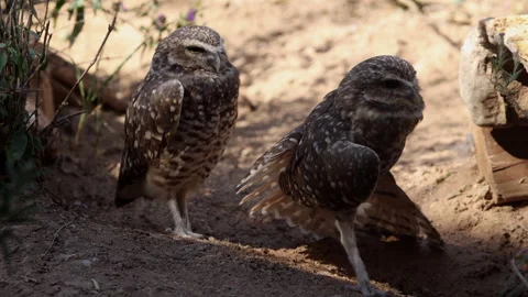 Burrowing Owl Stretches Wing Slaps Other... | Stock Video | Pond5
