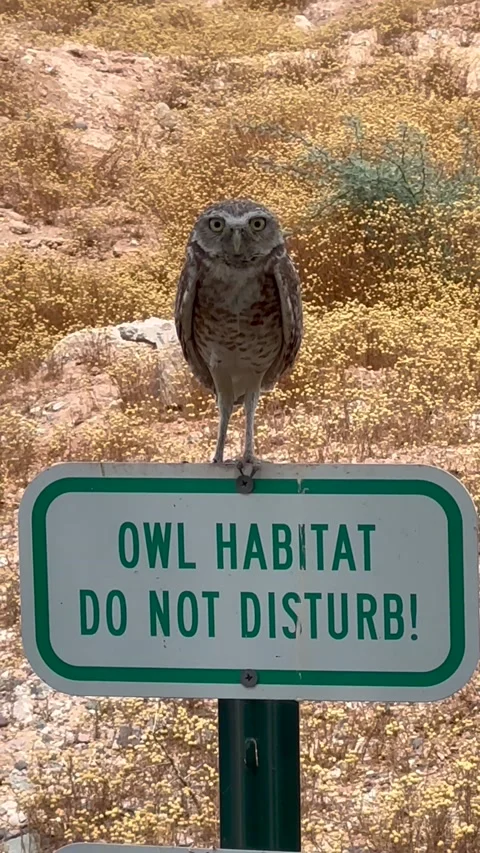 Burrowing Owl Uses All the Body Language... | Stock Video | Pond5